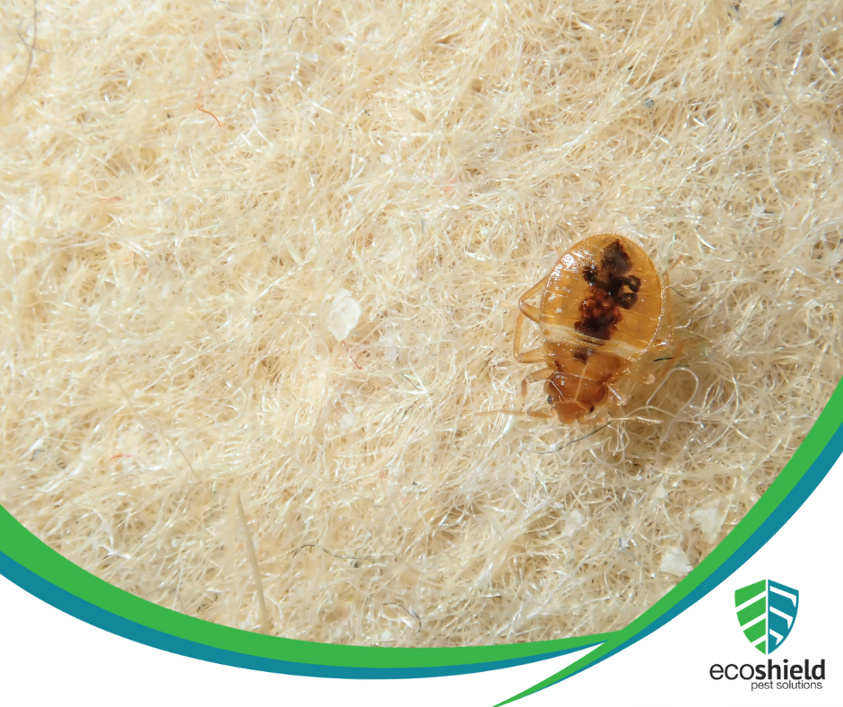 Your Complete Guide to Bed Bugs & Beyond!